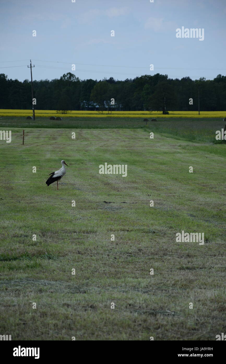 Stork one leg hi-res stock photography and images - Alamy