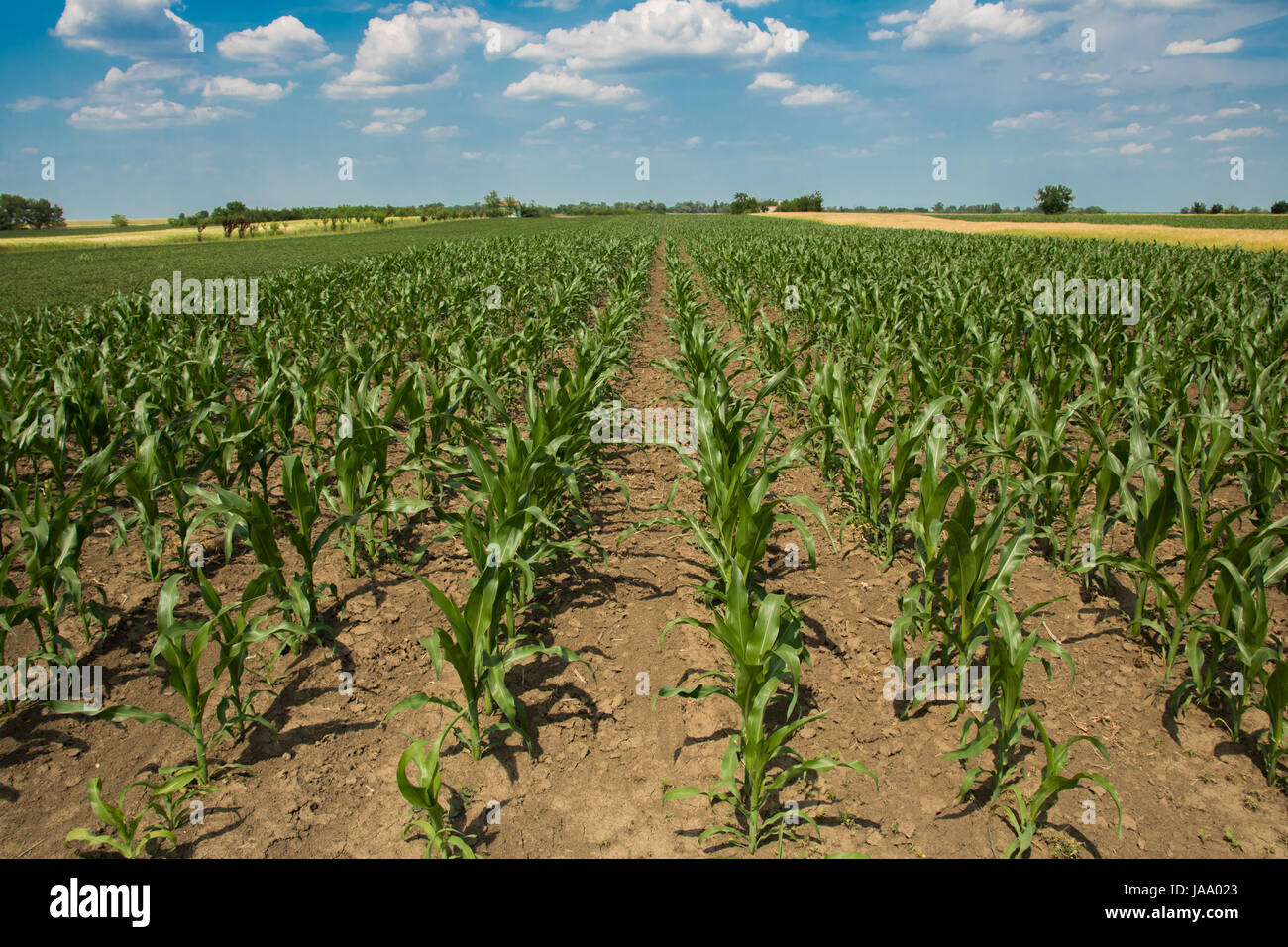 The corn field forage crops hi-res stock photography and images - Alamy