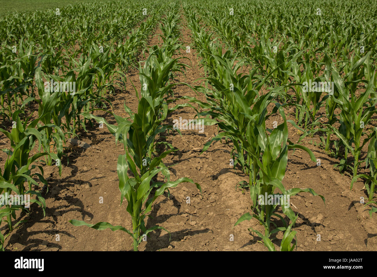 The corn field forage crops hi-res stock photography and images - Alamy