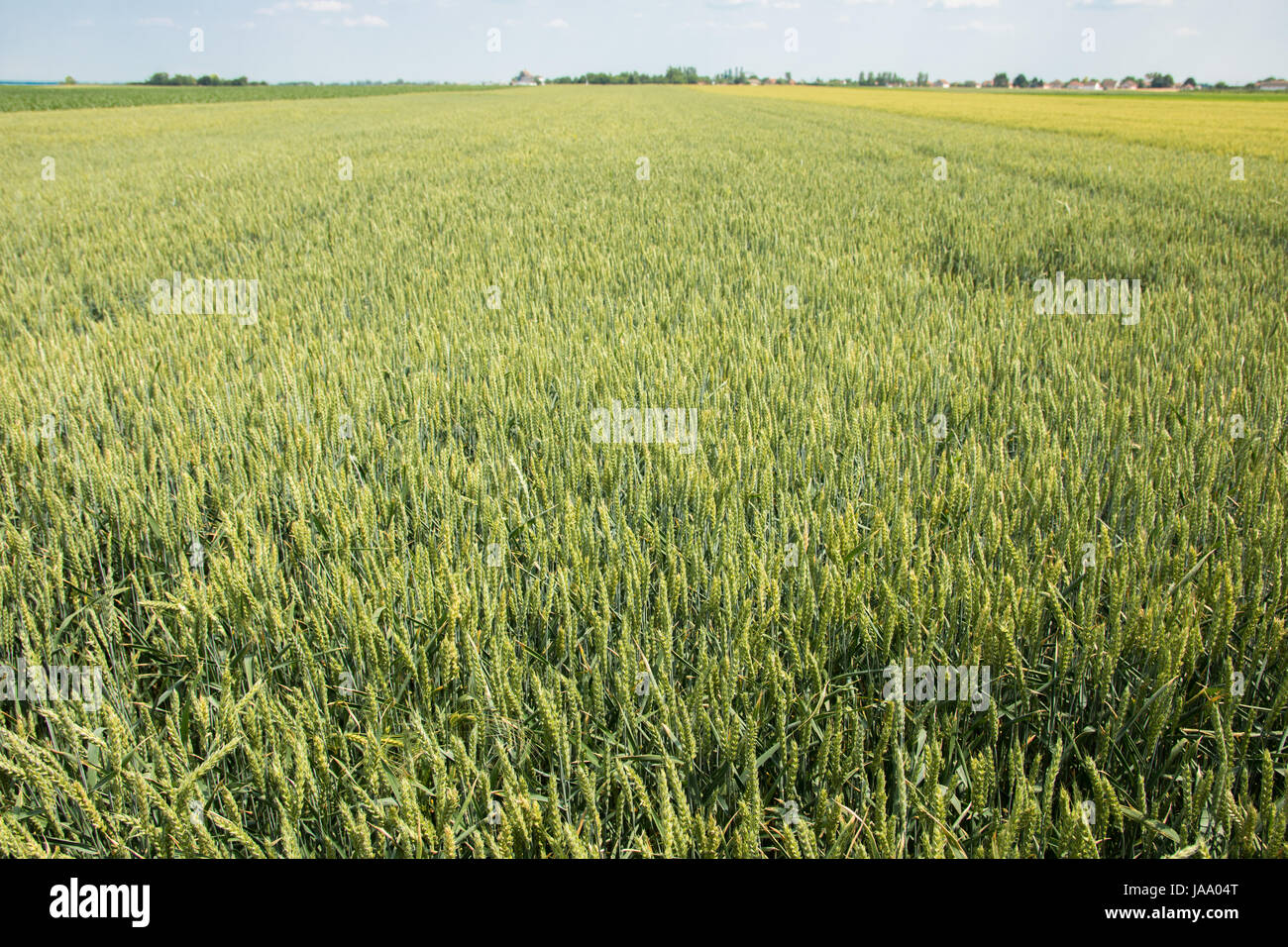Fields of wheat Stock Photo - Alamy