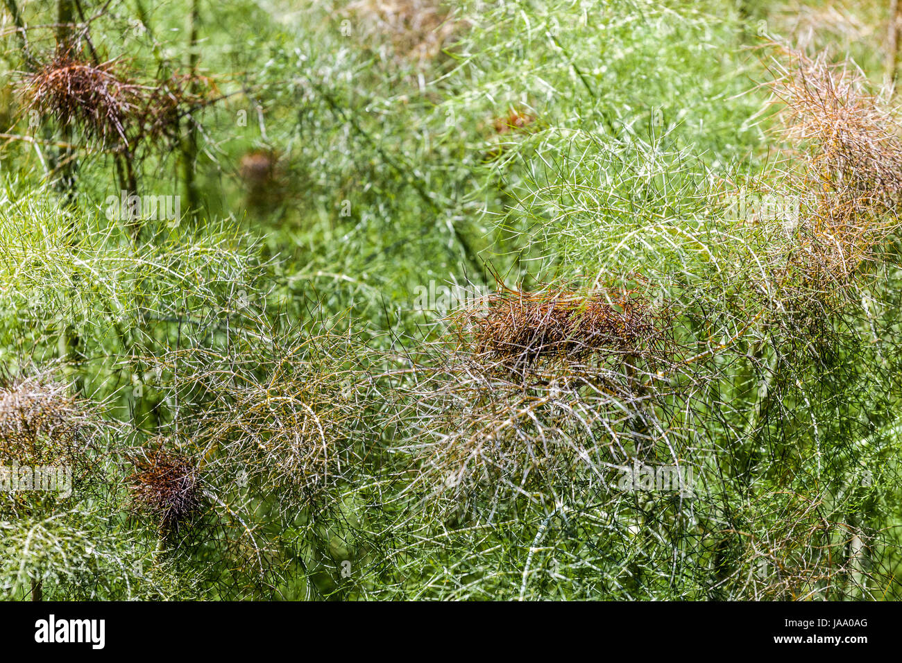 Foeniculum vulgare 'Purpureum'. Purple Fennel fresh new leaves growing ...