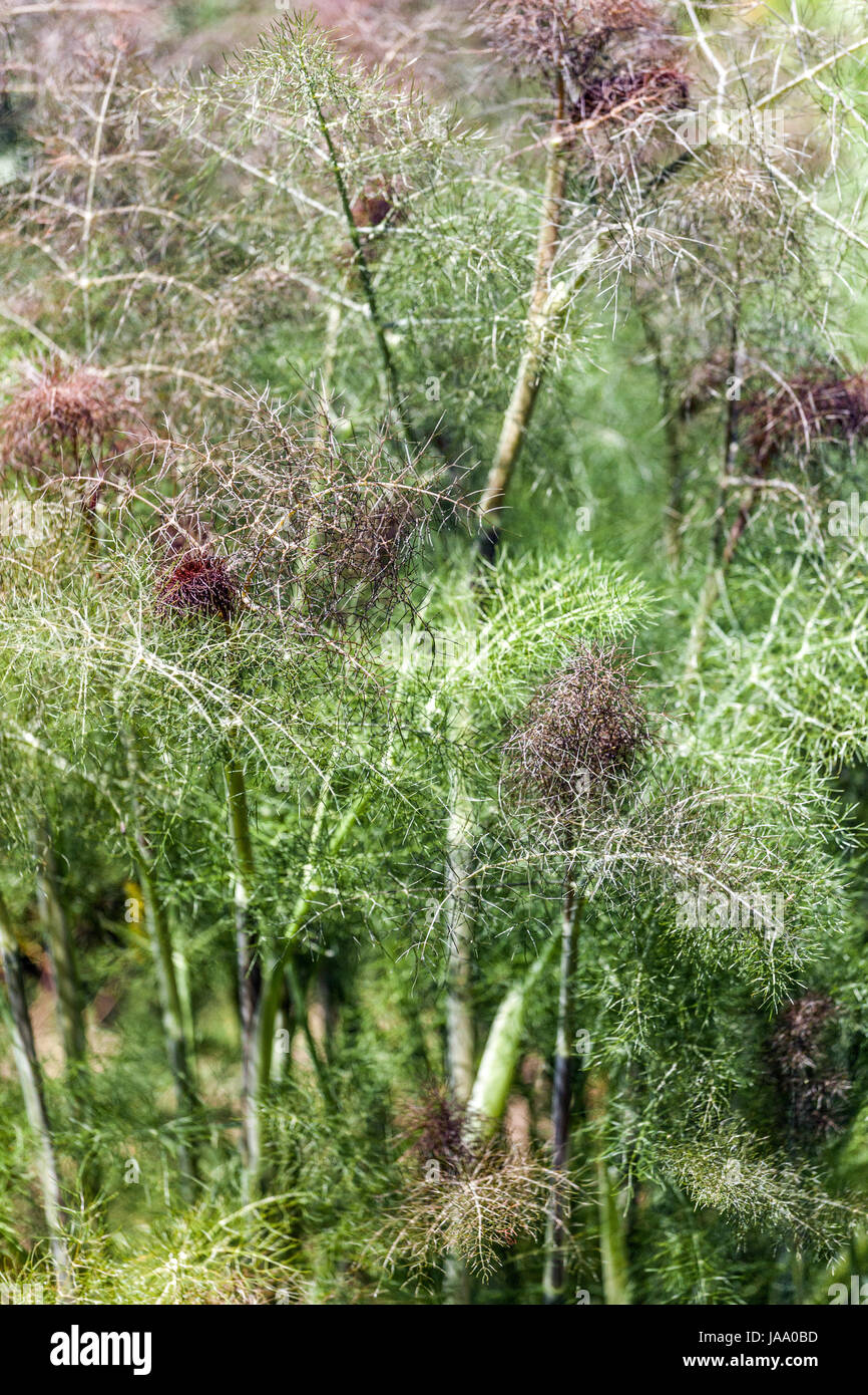 Foeniculum vulgare 'Purpureum'. Purple Fennel fresh new leaves growing ...