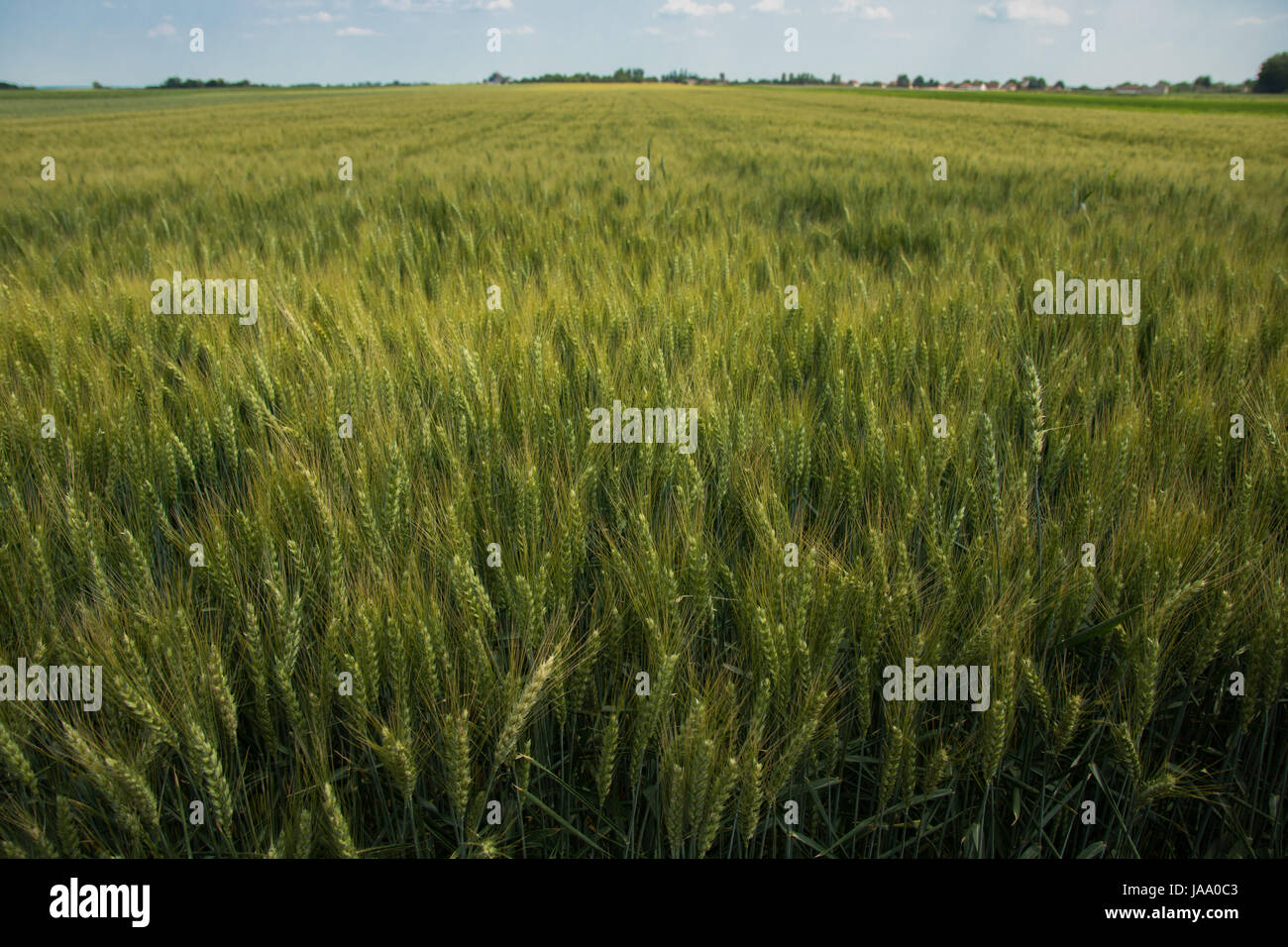 Fields of rye Stock Photo - Alamy