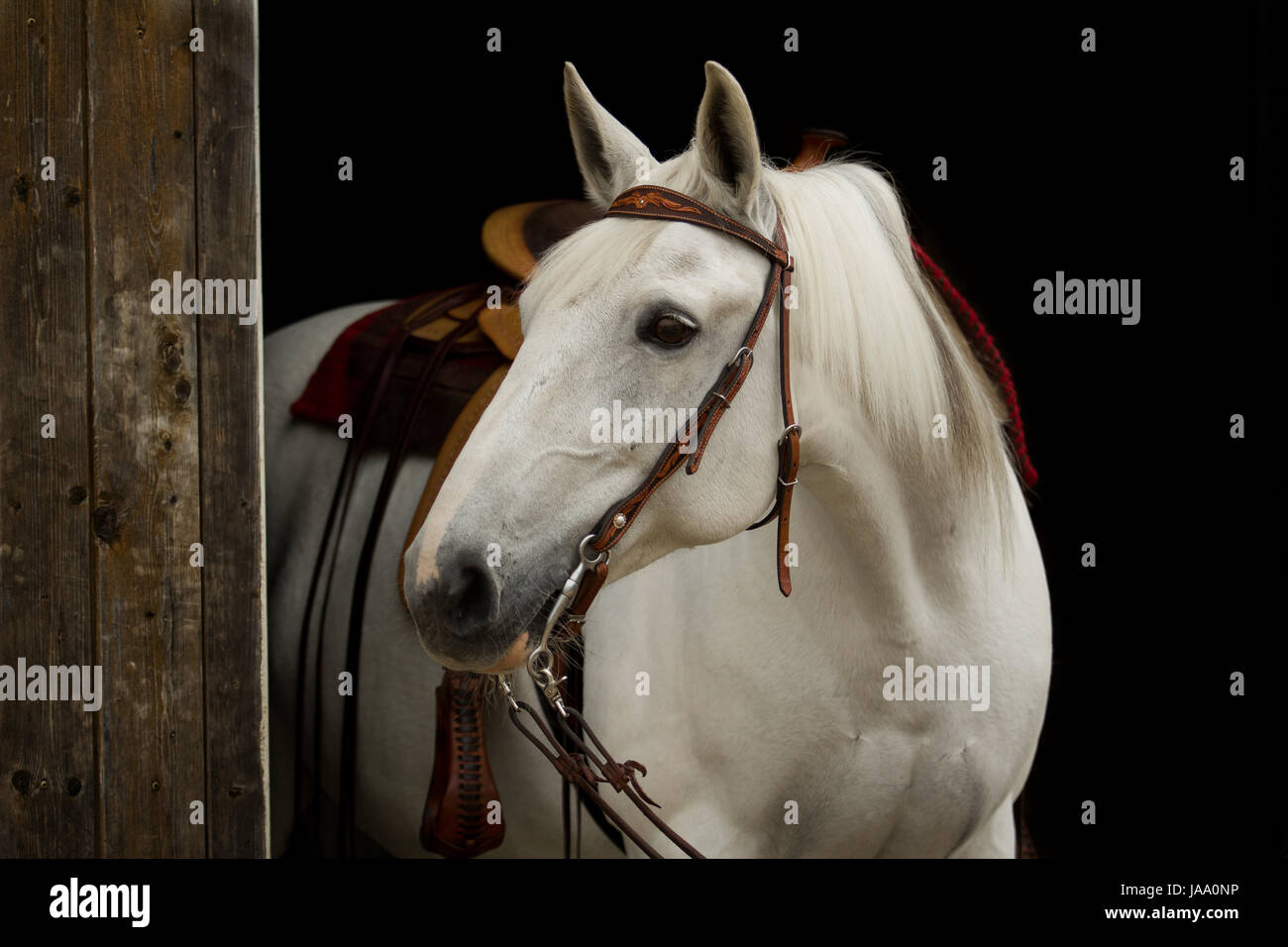 Westernpferd hi-res stock photography and images - Alamy