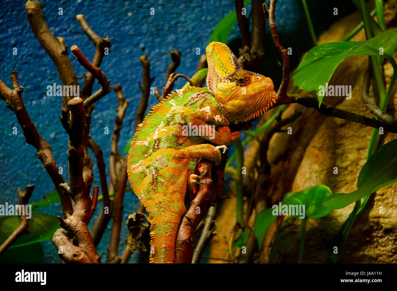 reptile, exotic, chameleon, scaly, colored, colorful, walk, go, going ...