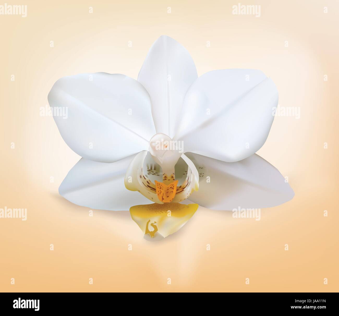Moth orchid blooming flower Stock Vector Images - Alamy