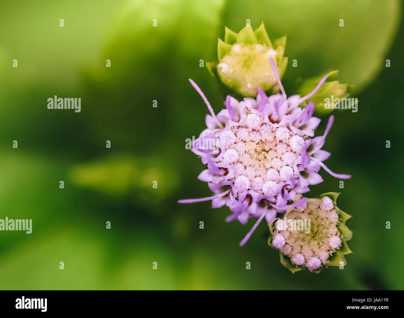 Chromolaena Odorata Flower