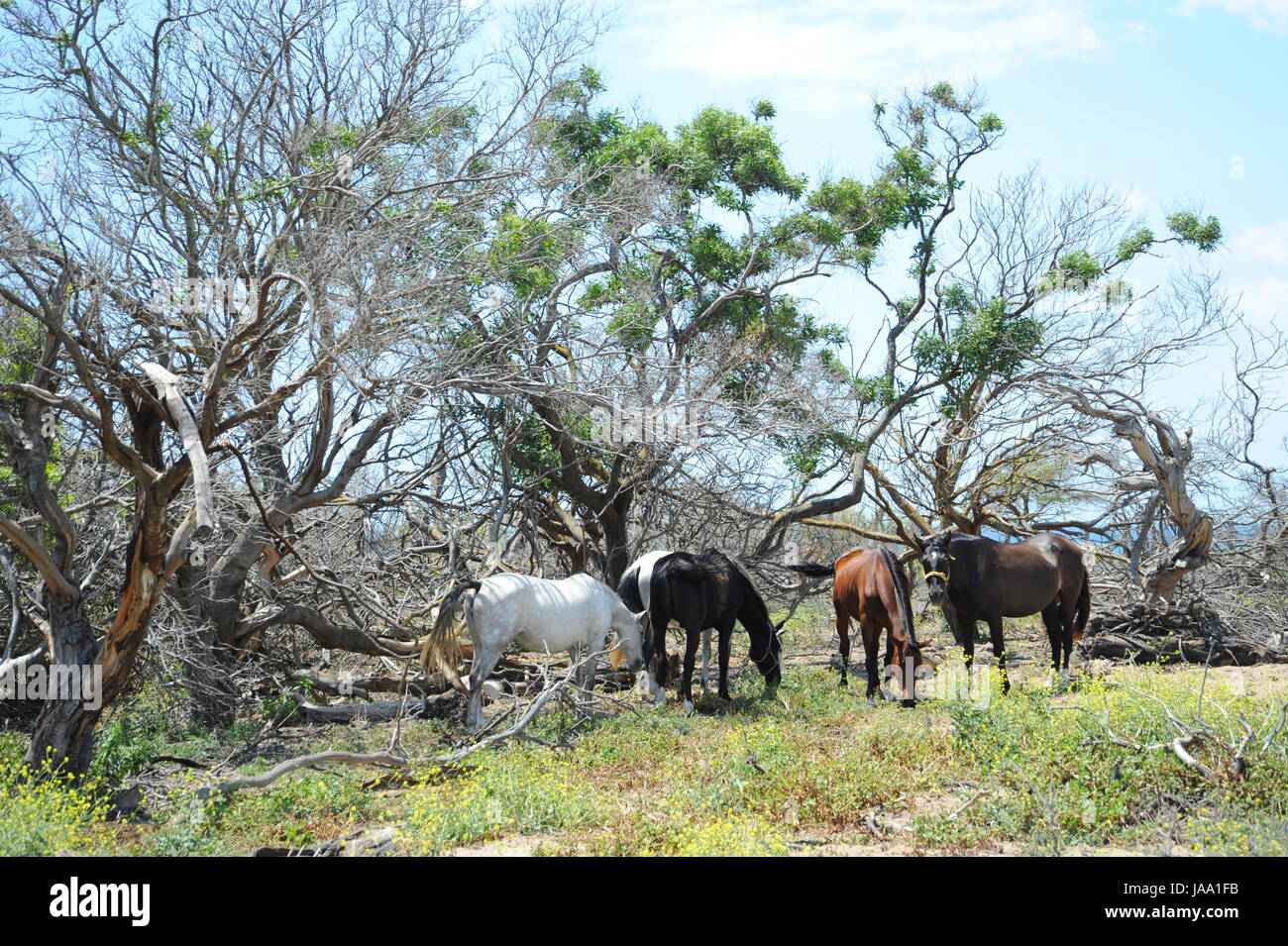 tree, trees, spain, shaddow, shadow, shadows, willow, tree, trees ...