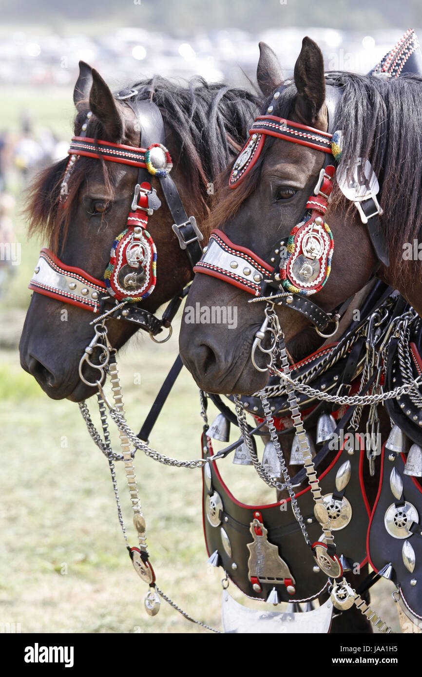 American horse hi-res stock photography and images - Alamy