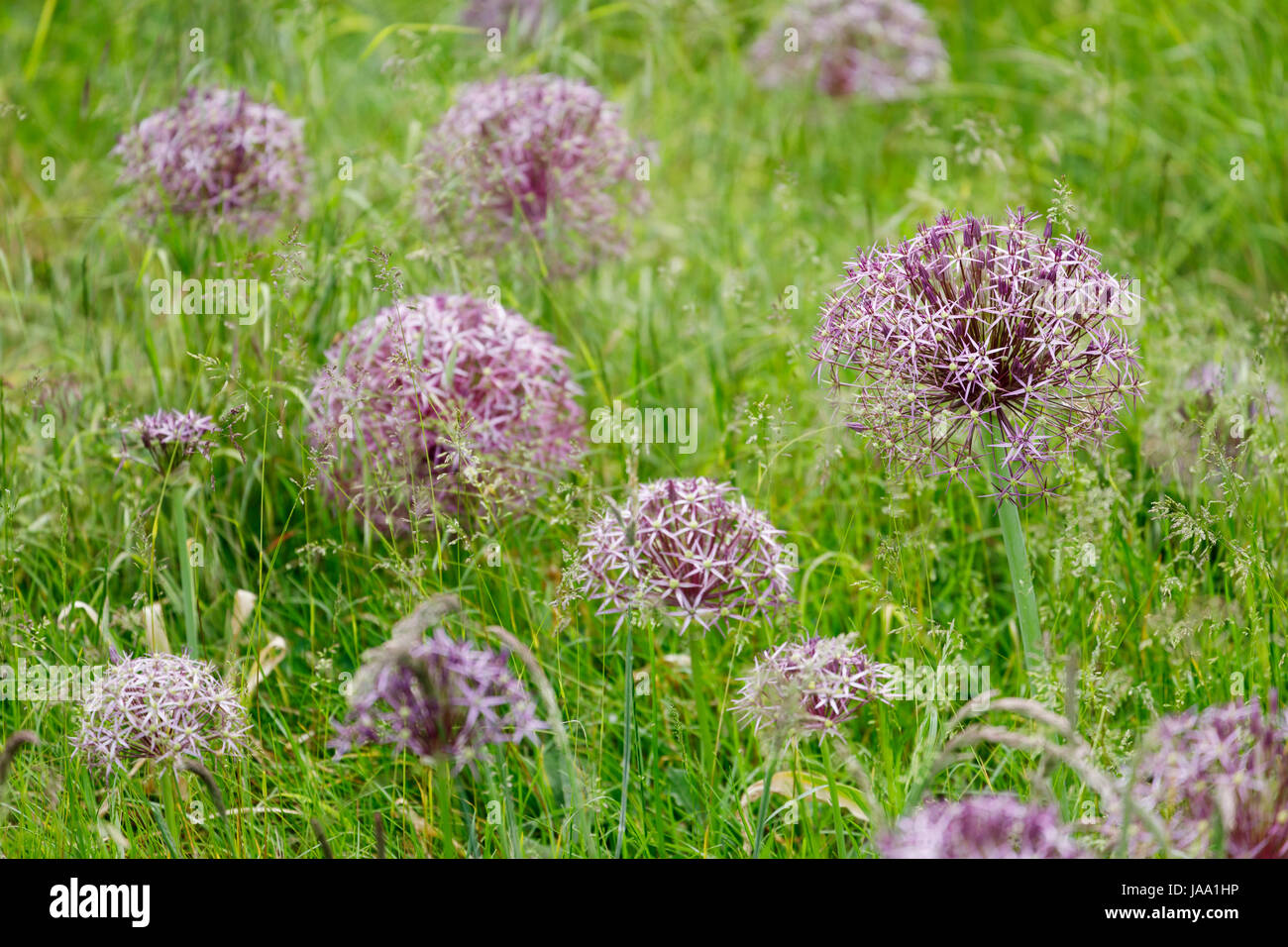 Ornamental Alliums (Allieae) growing in long grass in late spring early ...
