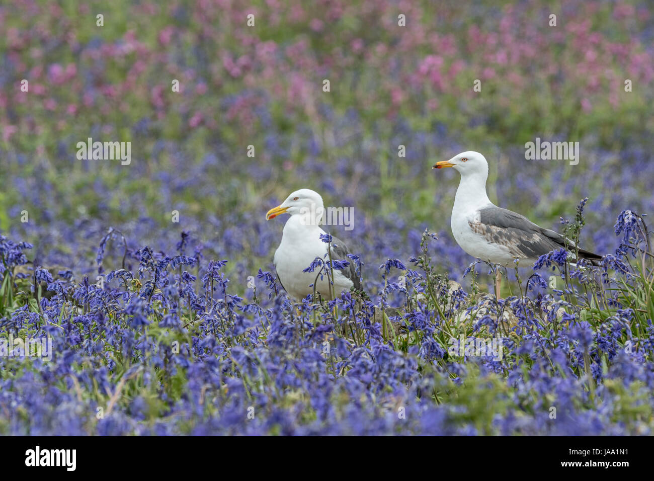 Two legged bird High Resolution Stock Photography and Images - Alamy