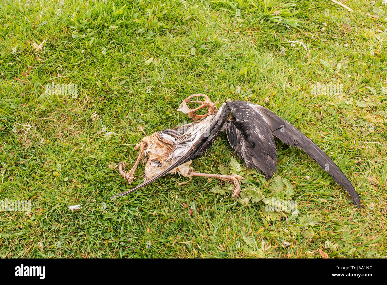 Dead bird - Manx shearwater (Puffinus puffinus) partly decomposed ...
