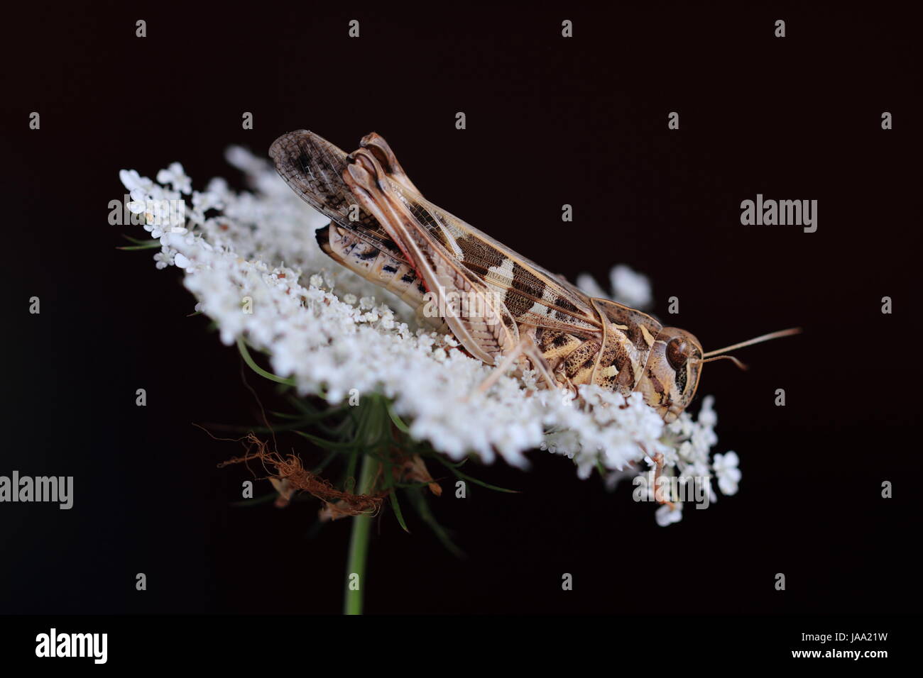 insect, grasshopper, croatia, locusts, grasshoppers, cricket, insects ...