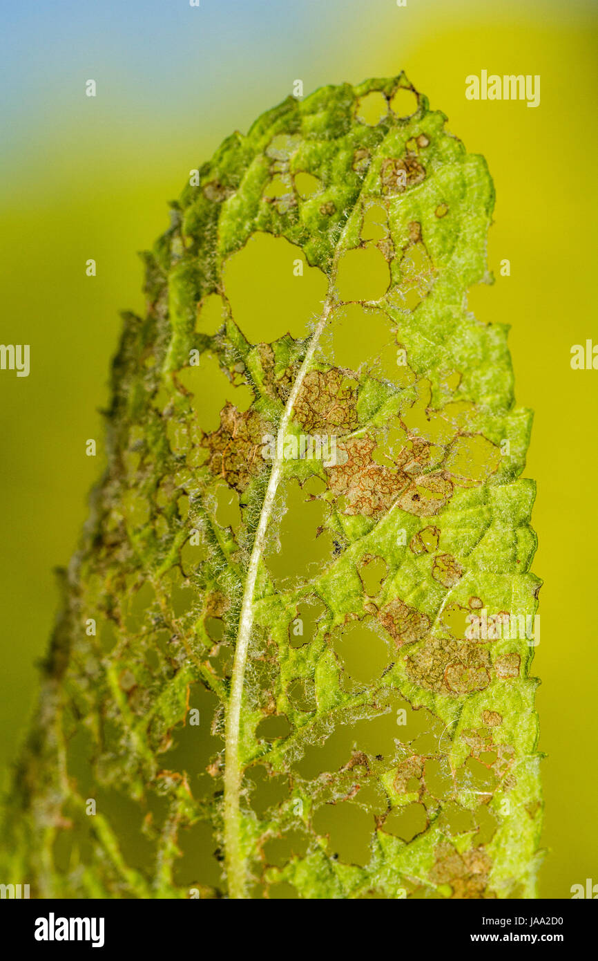 leaf, environment, enviroment, insect, flora, botany, caterpillar ...