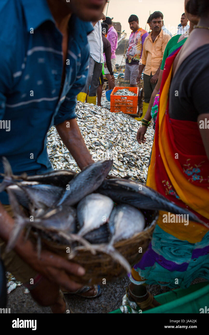 A man carrying a basket of fish at Sassoon dock, Mumbai, India Stock ...