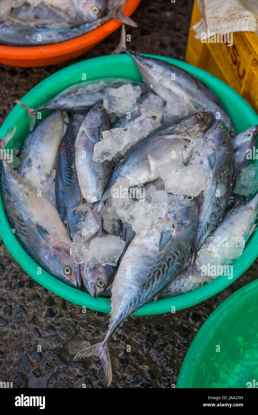 Fresh fish in colourful tubs on the quayside at Sassoon docks, Mumbai ...