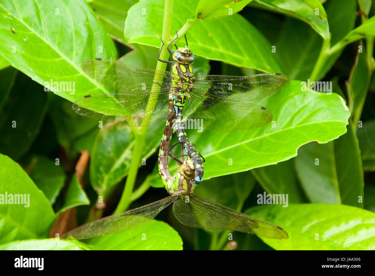animal, insect, green, animals, coloured, colourful, gorgeous ...