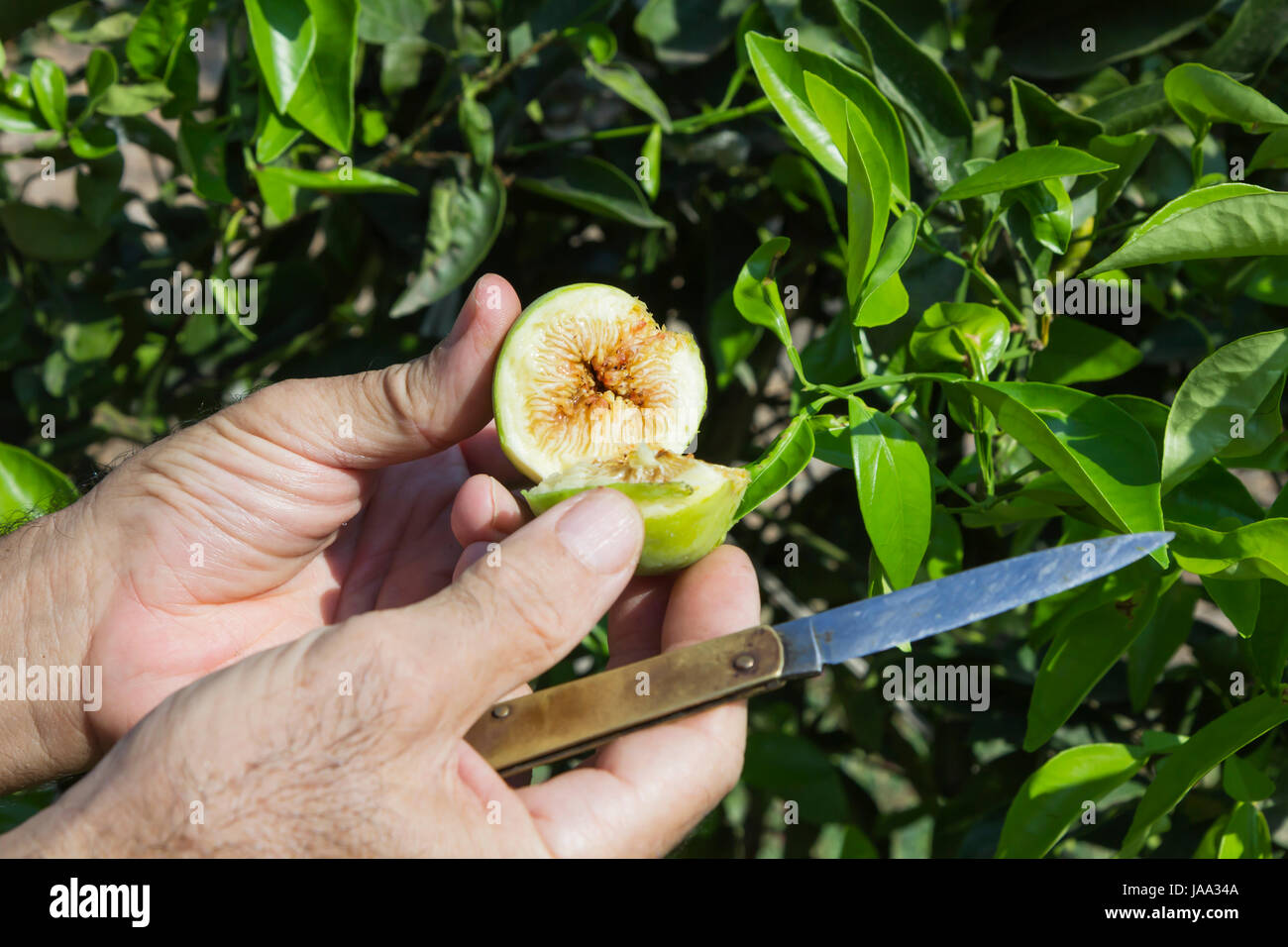 tree, fig, fig tree, picking, food, aliment, tree, brown, brownish ...
