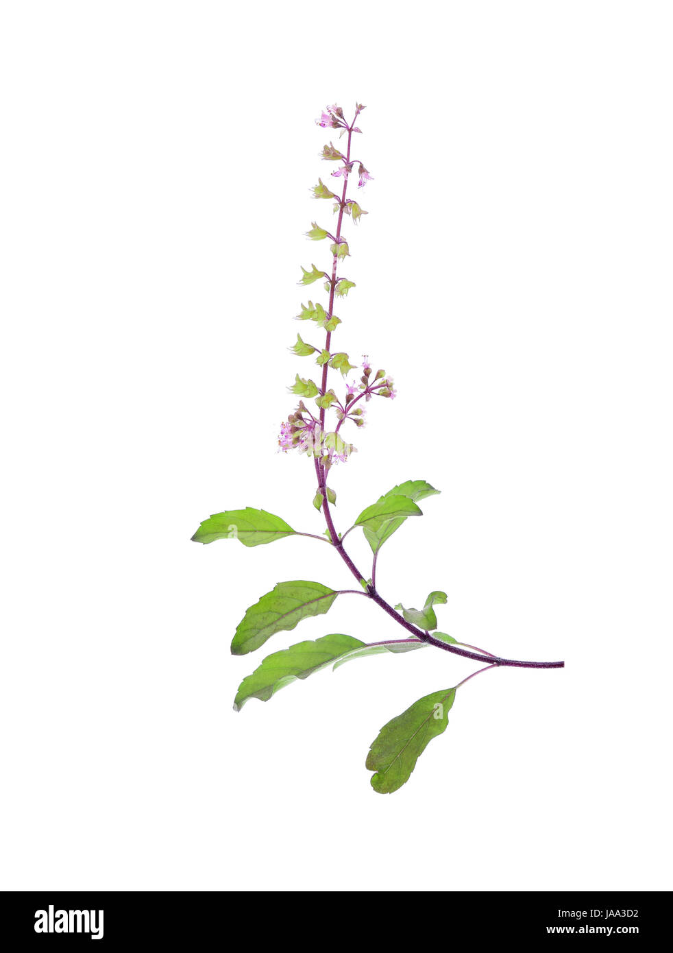 Basil flower isolated on white background Stock Photo - Alamy