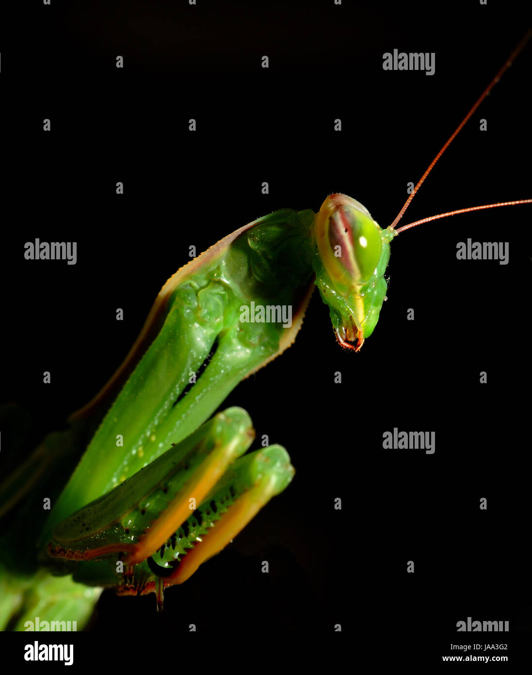 Insect insect green teeth antenna hi-res stock photography and images ...