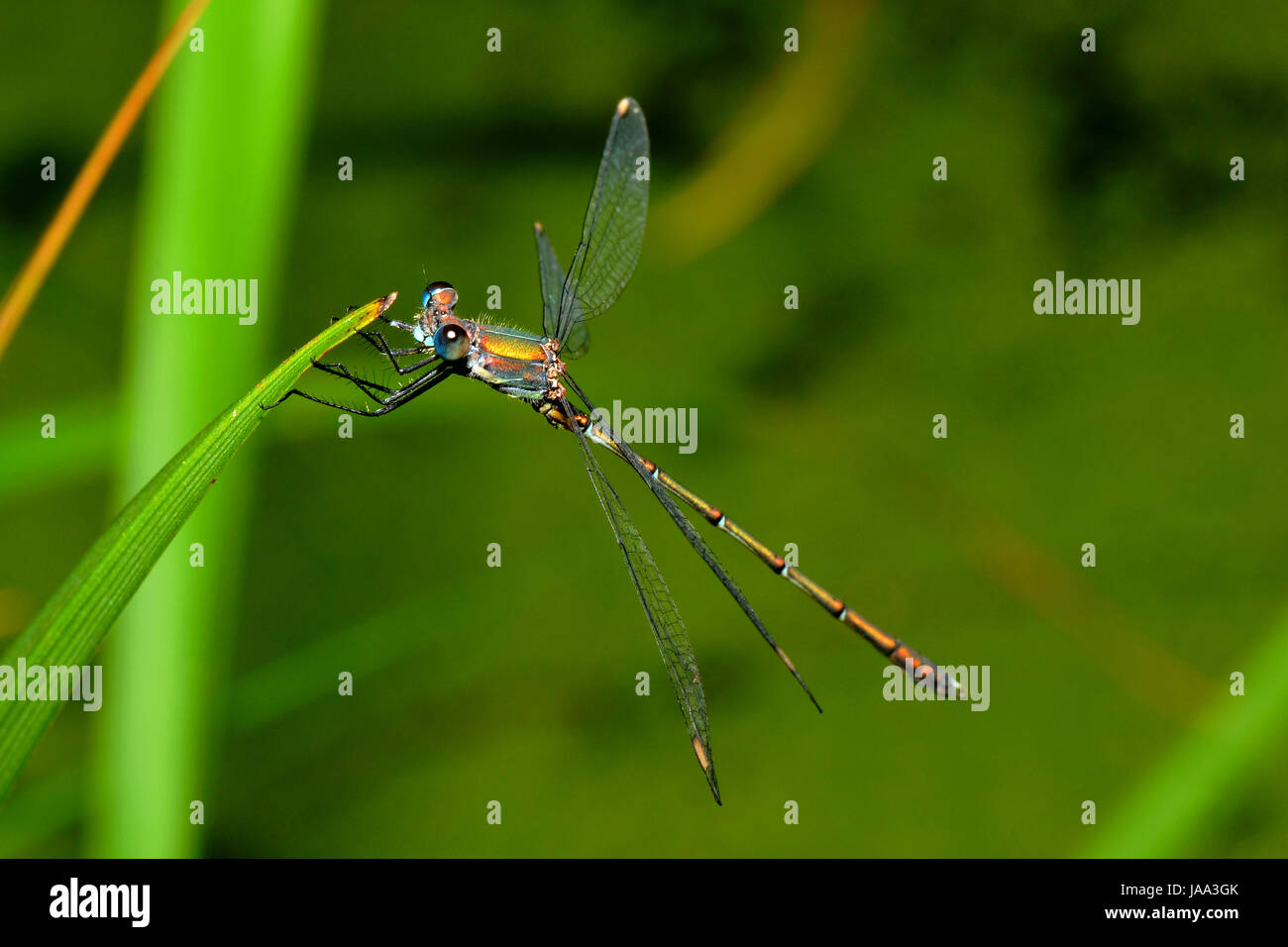 insect, wing, dragonfly, dragonflies, slim, arid, sligth, lean, gaunt ...