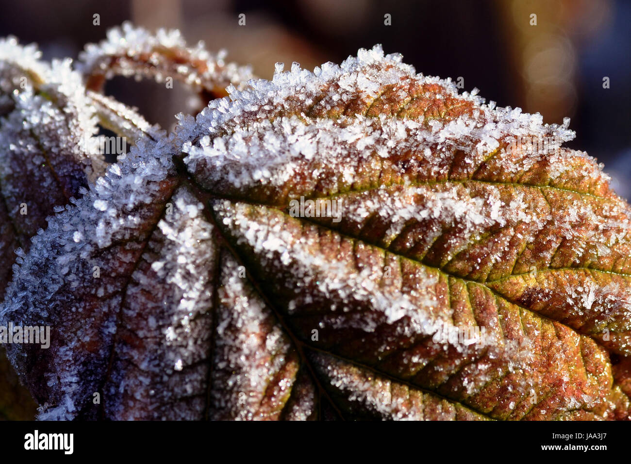 leaf, leaves, ripe, ice, frost, hoarfrost, foliage, leaf, cold, leaves ...