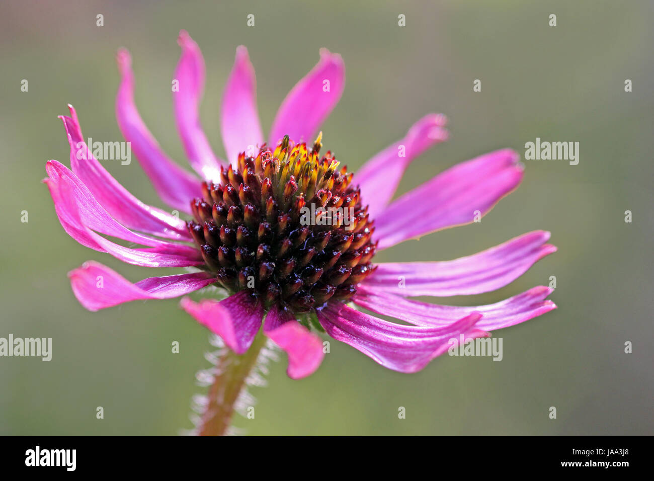 Tennessee coneflower echinacea tennesseensis hi-res stock photography ...