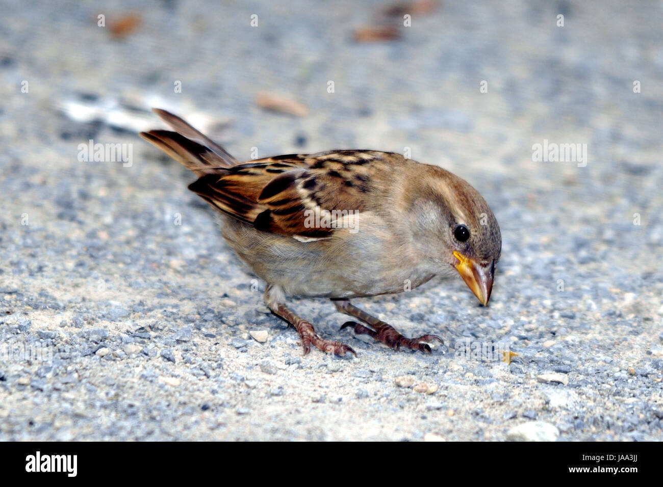 bird, birds, beak, feathering, sparrow, animal world, beaks, bird, birds, wall Stock Photo - Alamy