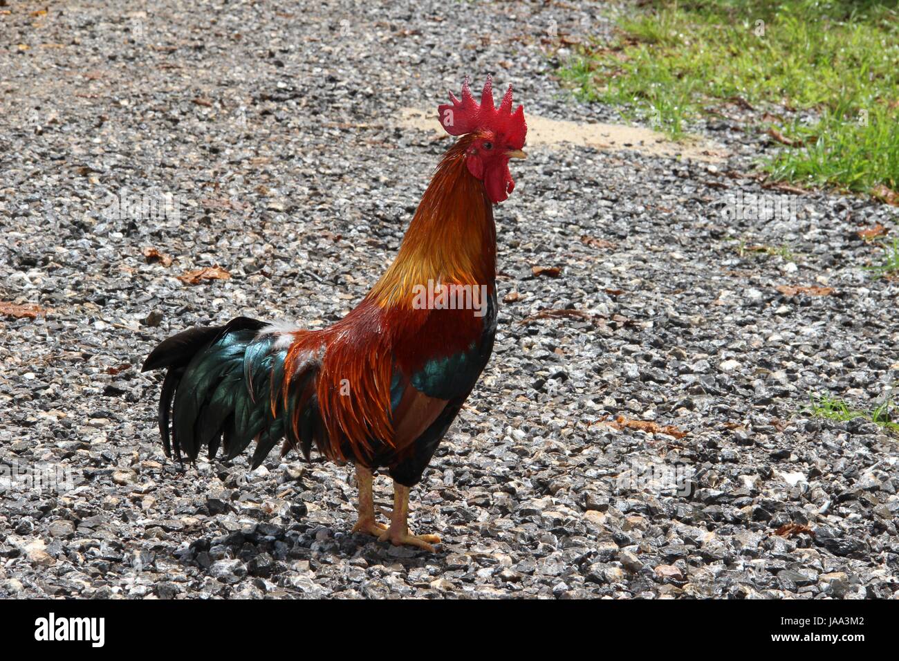 poultry, chicken, cook, feather, colorful, meat, cock, rooster ...