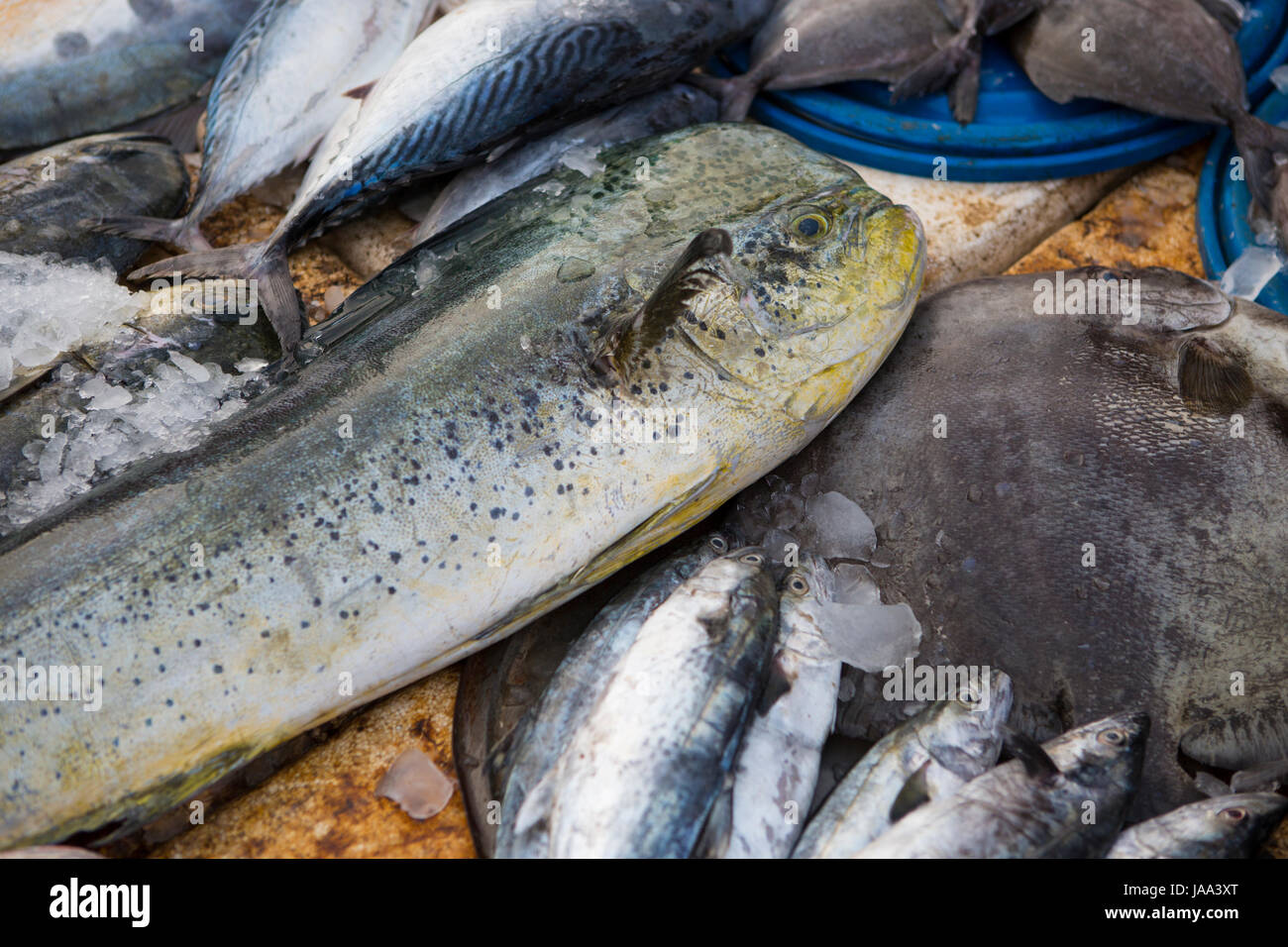 A variety off fresh fish for sale, covered in ice Stock Photo - Alamy