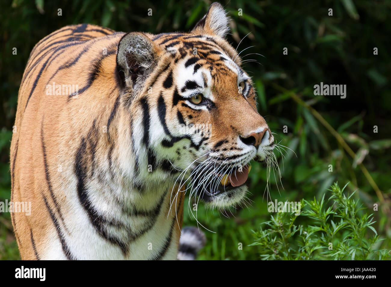 animal, mammal, big cat, feline predator, cat, tiger, hunt, felinely ...