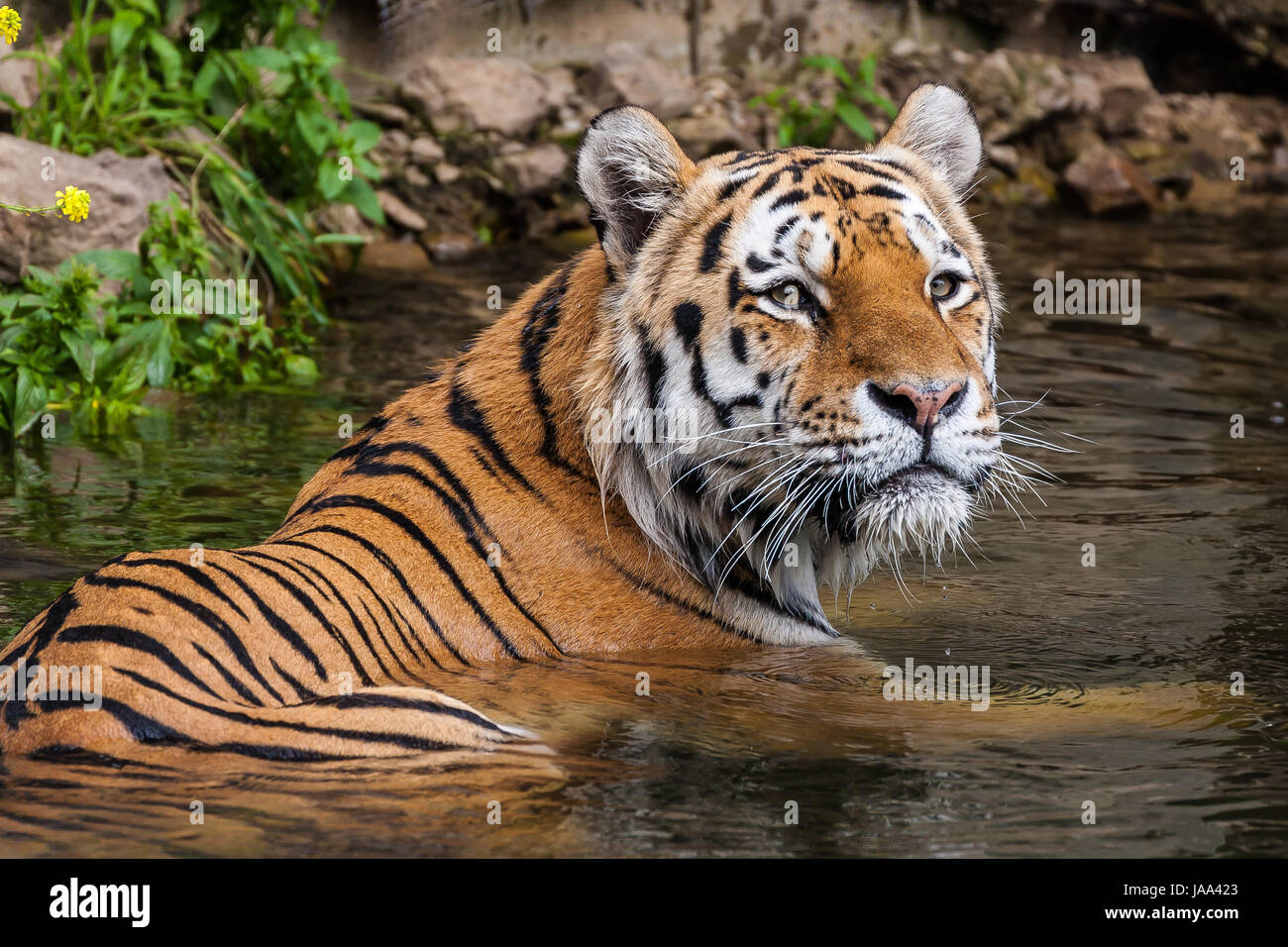 animal, mammal, big cat, feline predator, cat, tiger, hunt, felinely ...