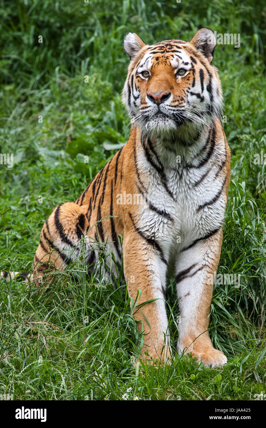 animal, mammal, big cat, feline predator, cat, tiger, hunt, felinely ...