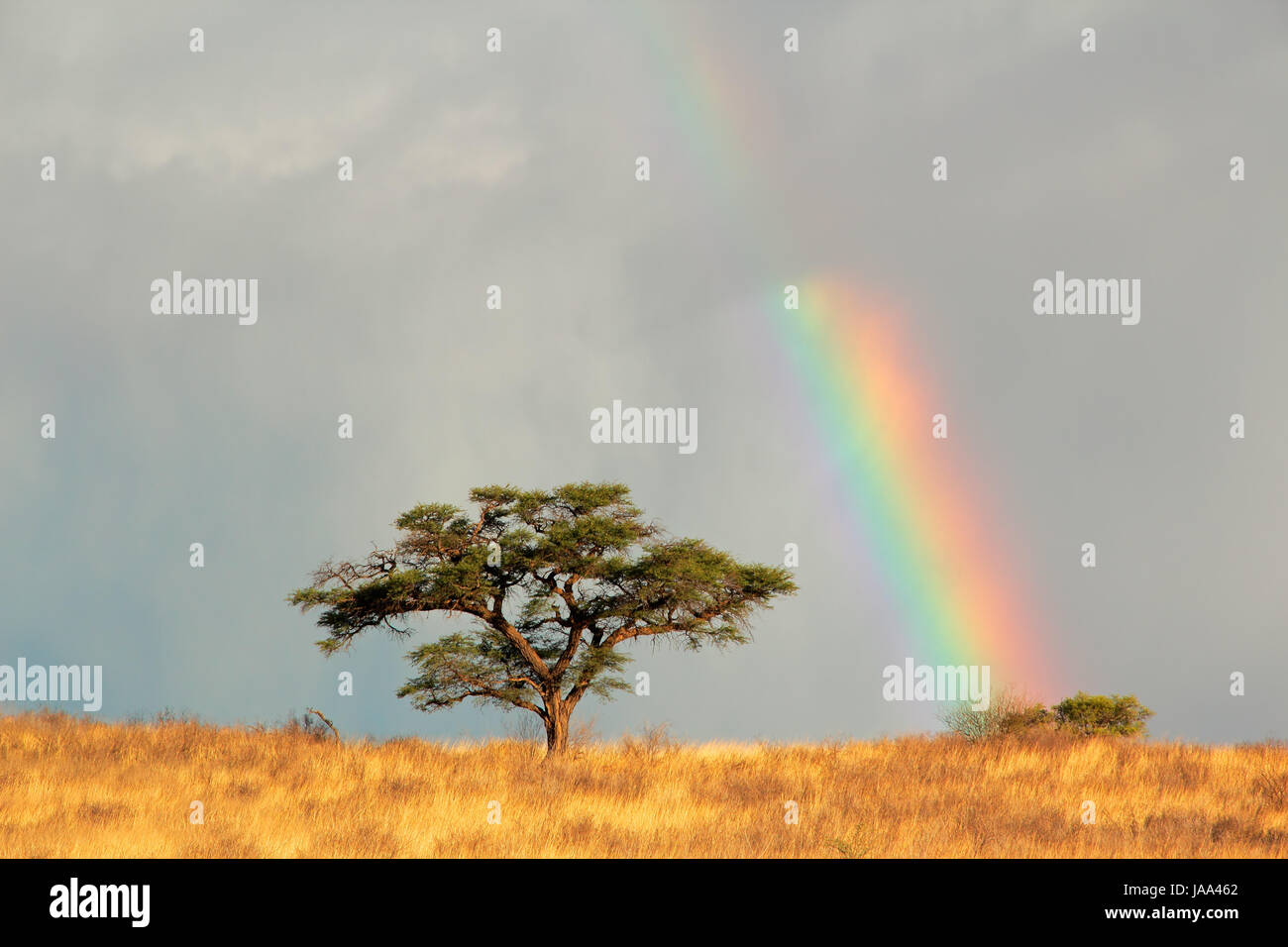 tree, cloudy, rainbow, acacia, landscape, scenery, countryside, nature ...