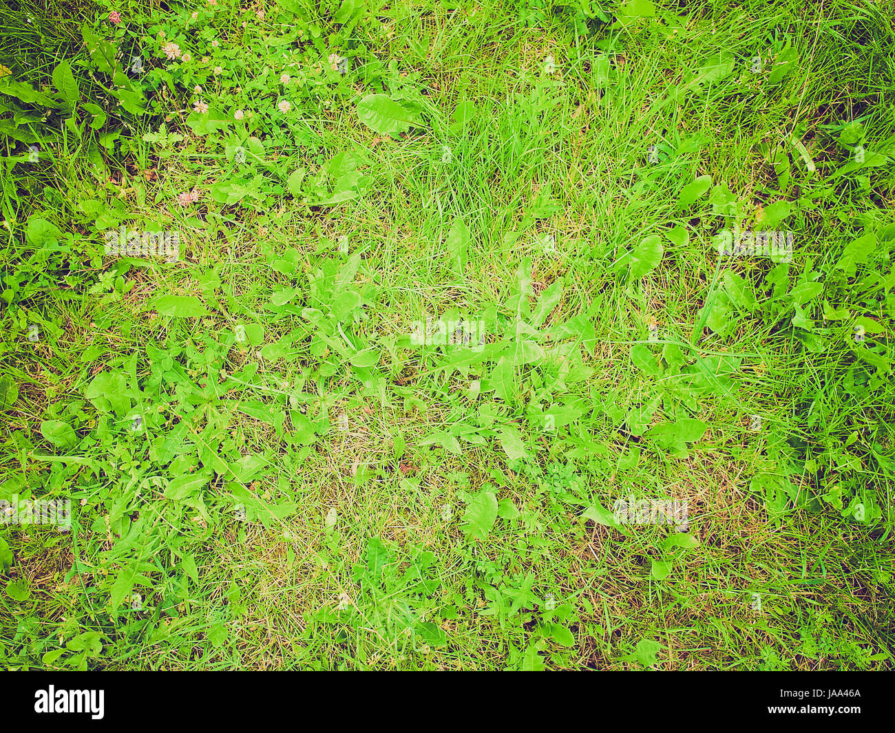 vintage, retro, meadow, grass, lawn, green, backdrop, background ...