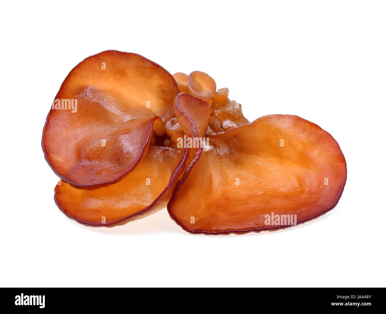 ear mushroom on white background Stock Photo - Alamy