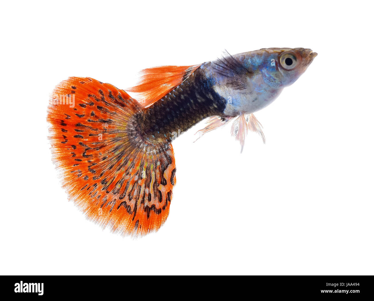 Male of guppy poecilia reticulata Cut Out Stock Images & Pictures - Alamy