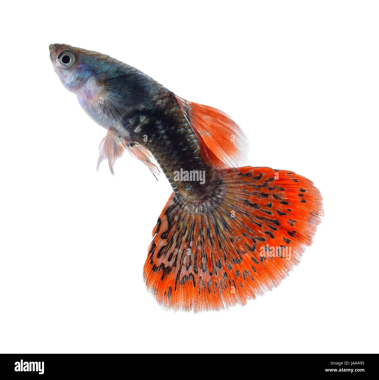 Male of guppy poecilia reticulata hi-res stock photography and images ...