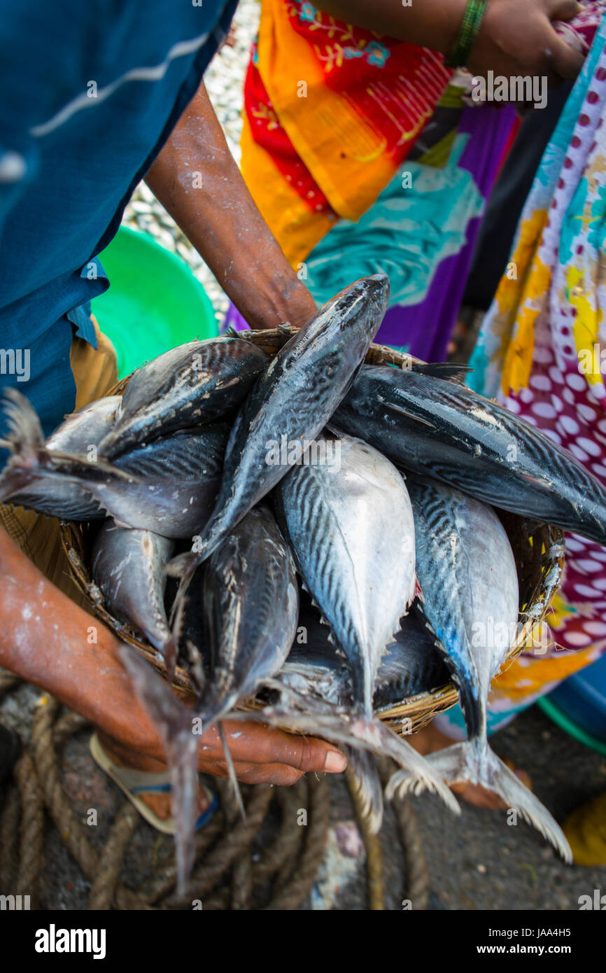 A man carrying a basket of fish at Sassoon dock, Mumbai, India Stock ...