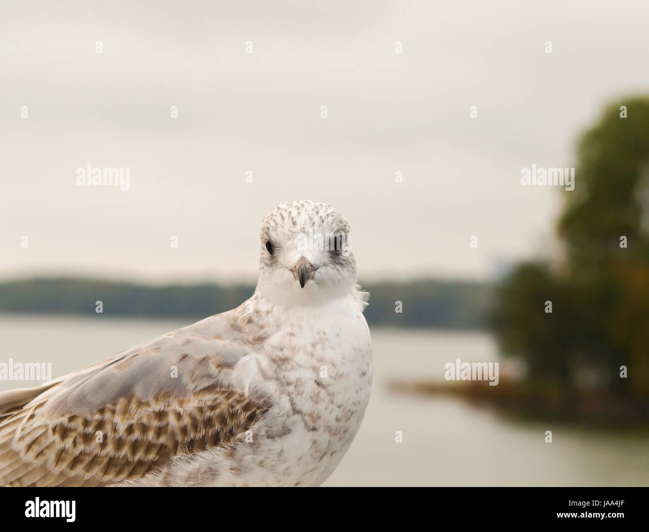 portrait, stare, young, younger, watching, observe, watch, seagull ...