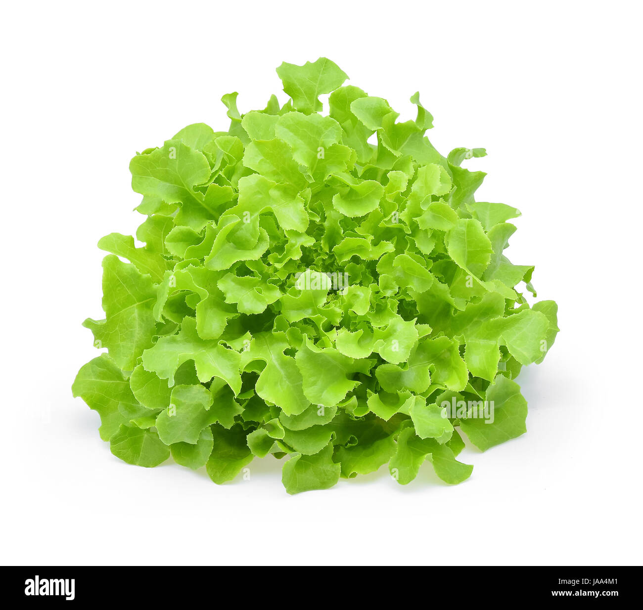 Green oak lettuce on white background Stock Photo - Alamy