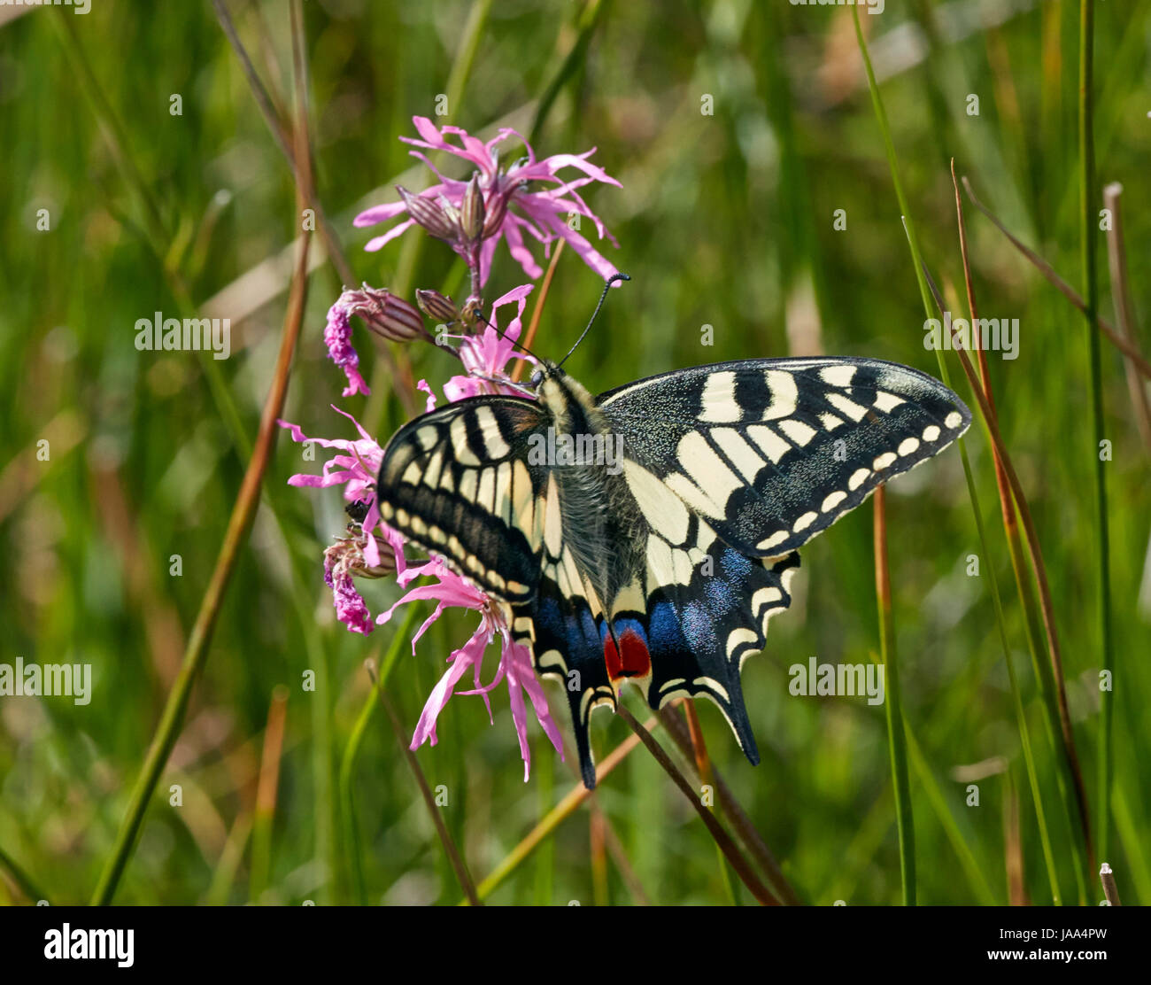 British swallowtail butterfly hi-res stock photography and images - Alamy