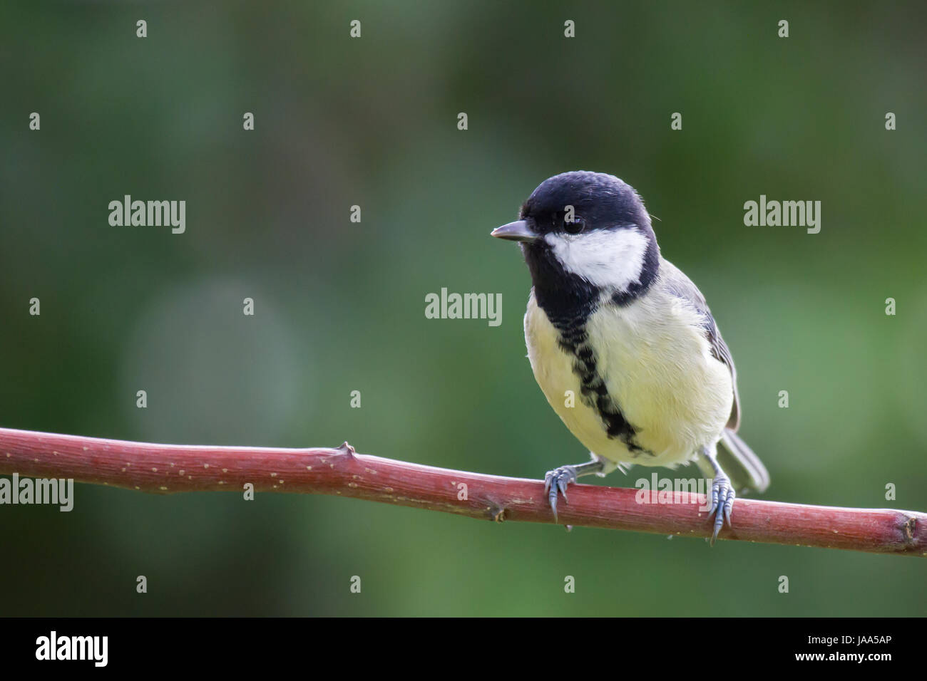 bird, birds, feathers, feathering, animal world, great titmouse ...
