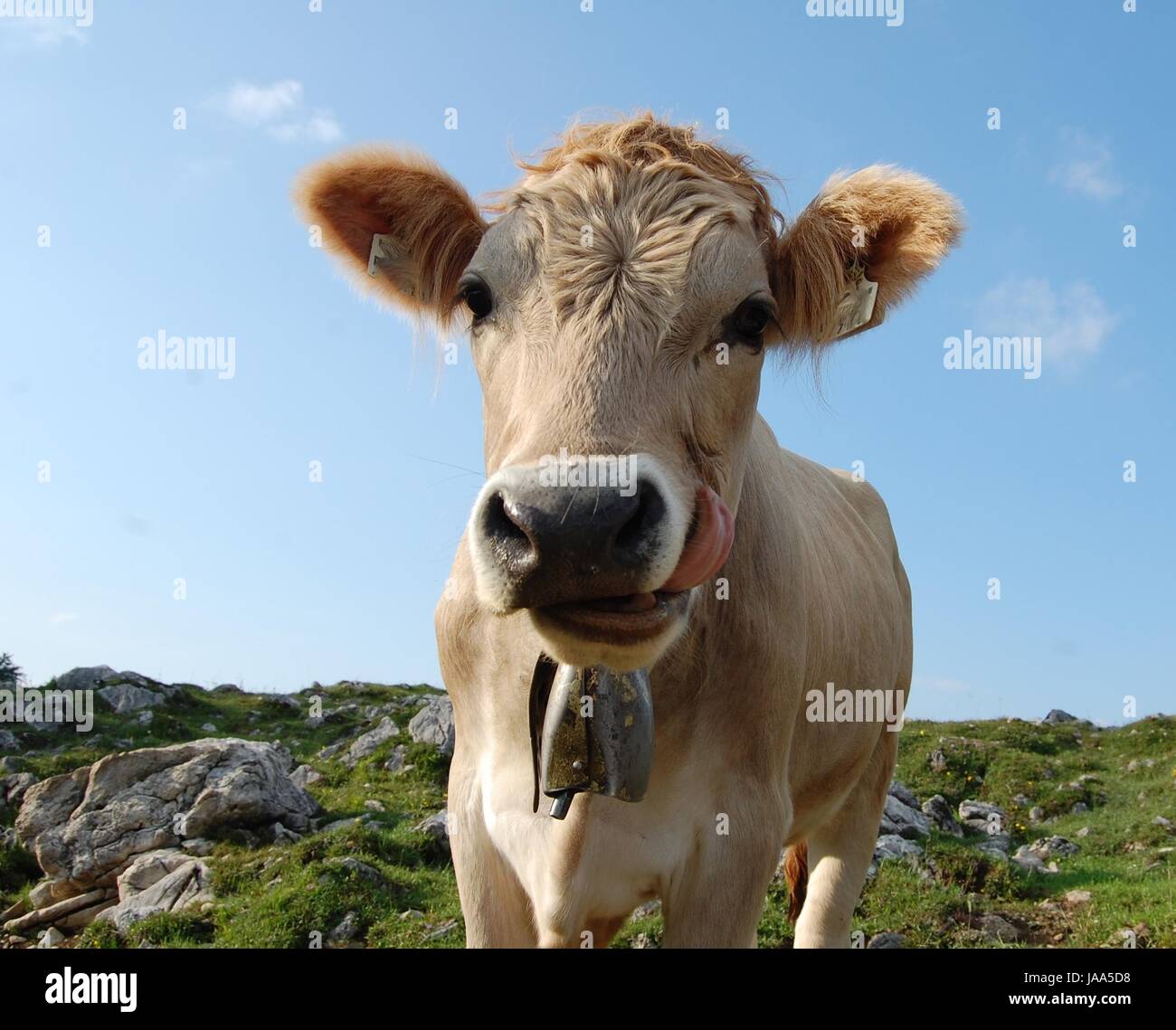 Alpenvieh hi-res stock photography and images - Alamy