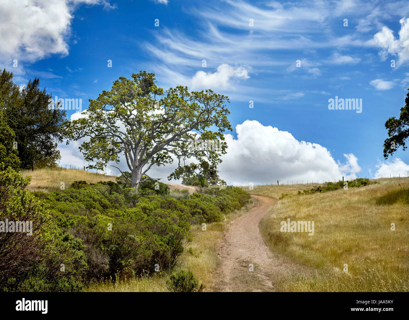 A road leading to a ranch surrounded by trees and grass, located in ...