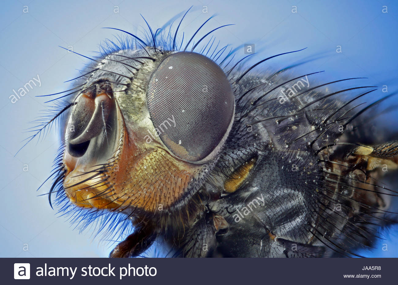 Phylum Arthropoda Stock Photos & Phylum Arthropoda Stock Images - Alamy