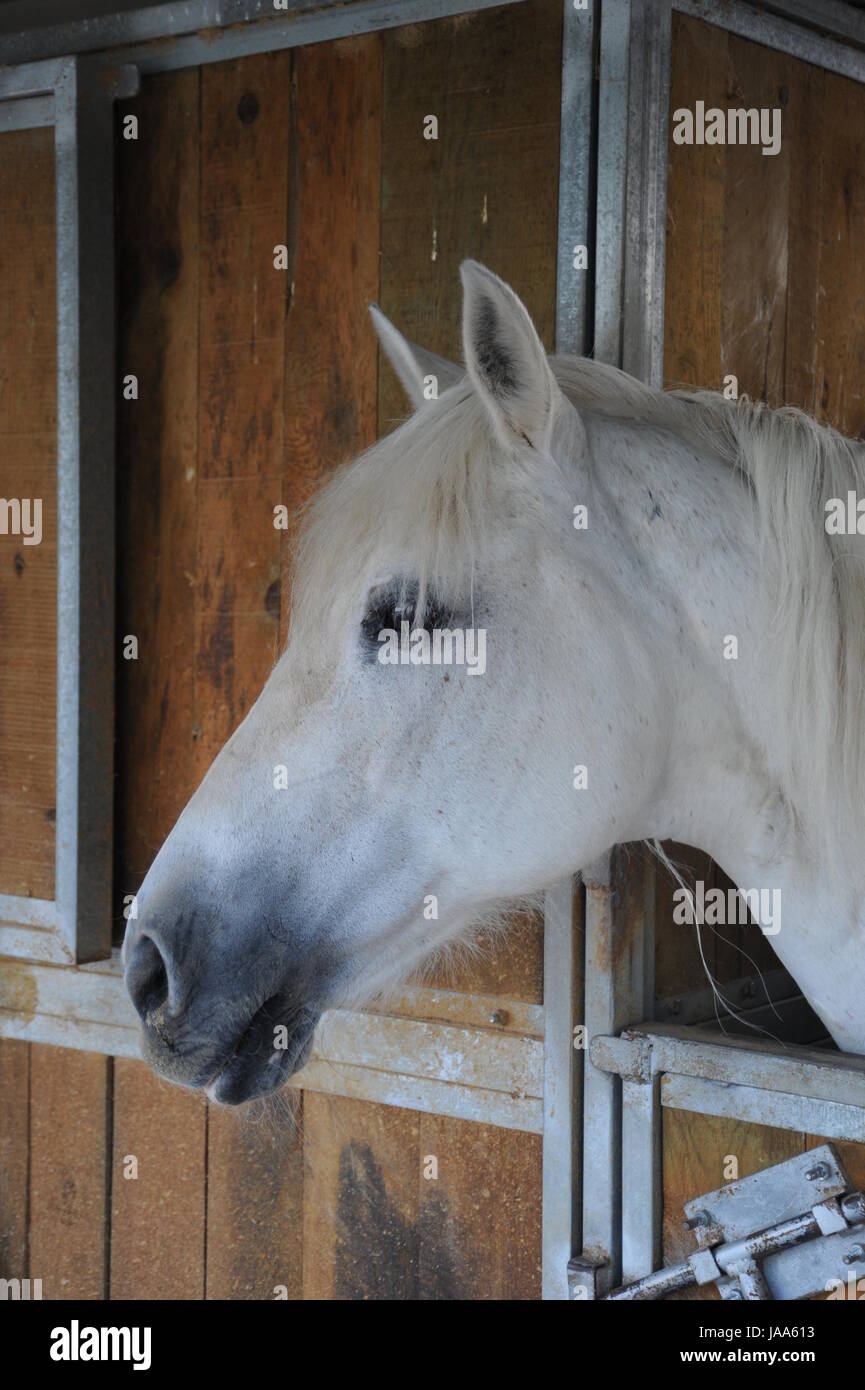 horses - stable Stock Photo - Alamy