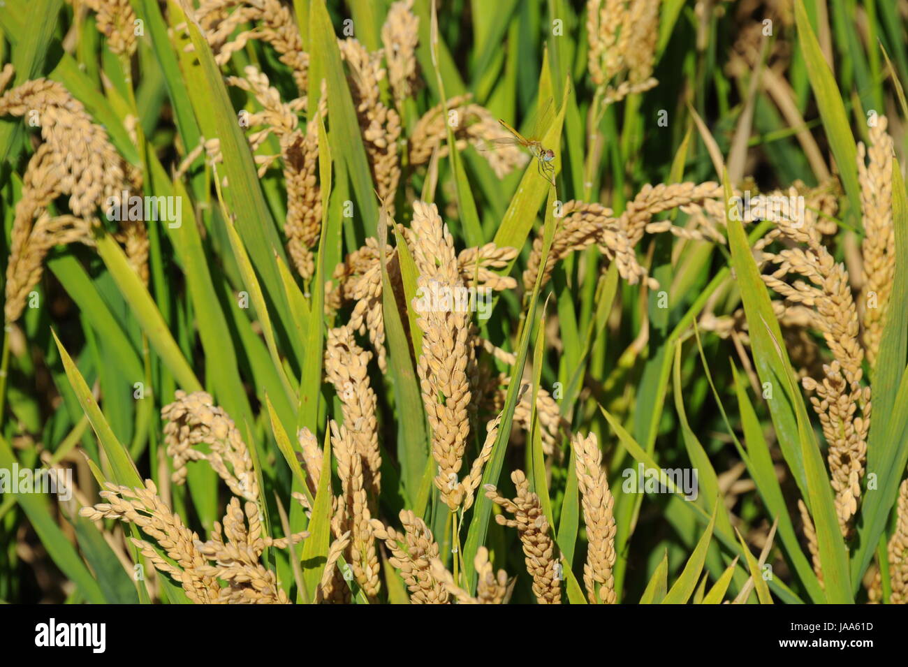 food, aliment, spain, paddy field, harvest, rice, food, aliment, spain ...