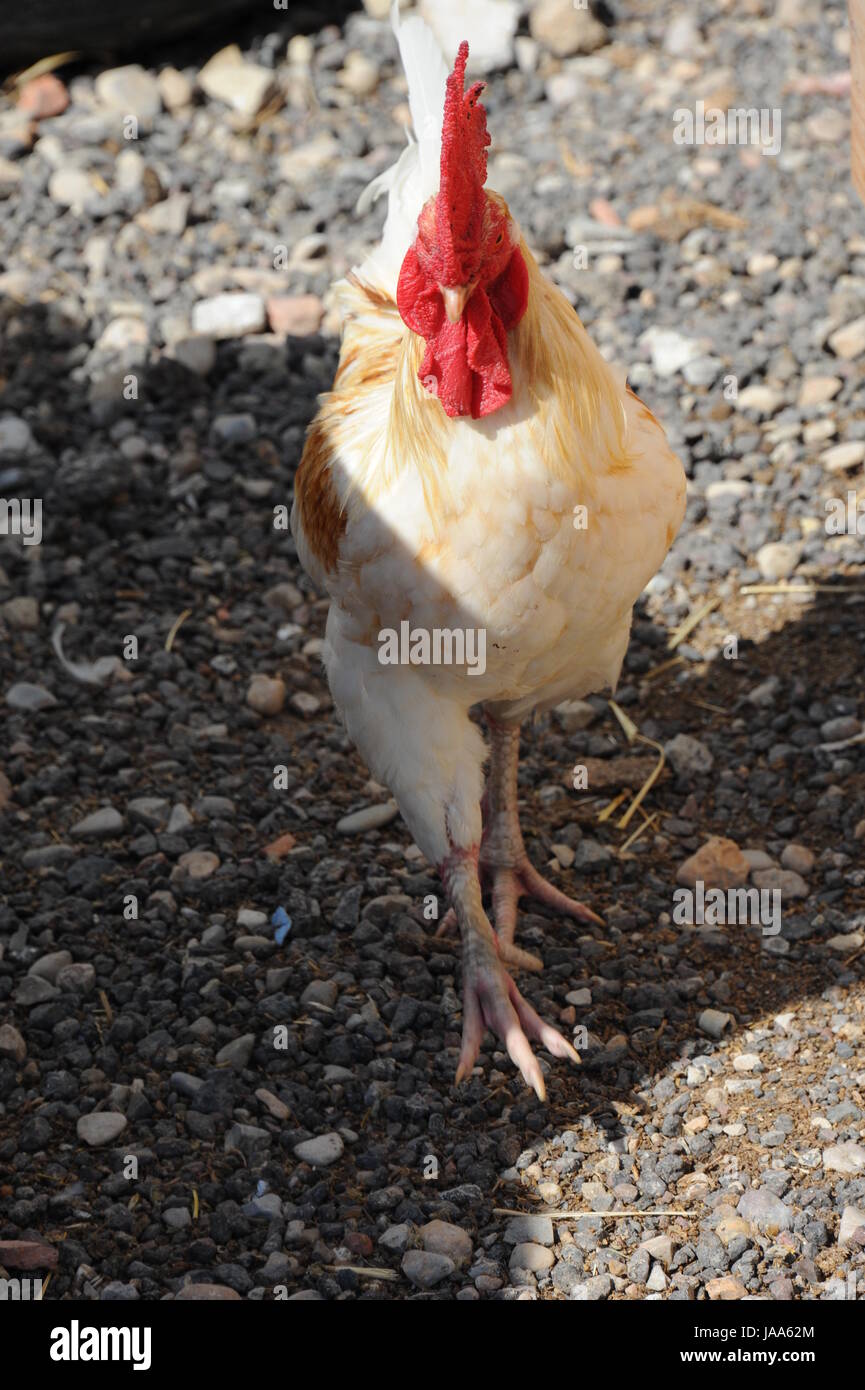 hens, haushuhn gallus domesticus, bankivahuhns, hahn oder gockel ...