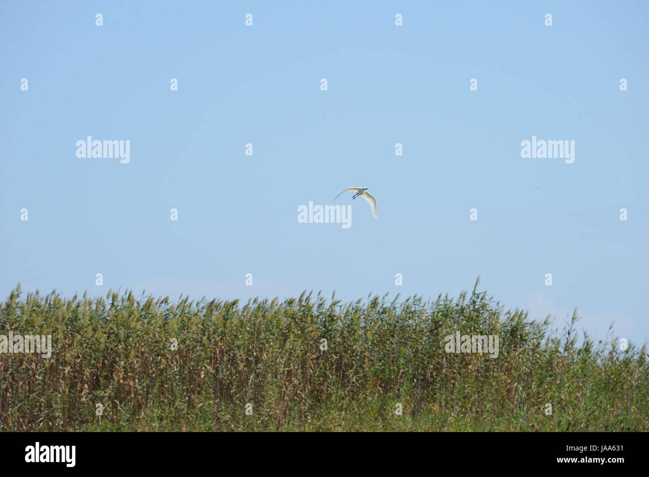 spain - valencia - nature reserve albufera Stock Photo - Alamy